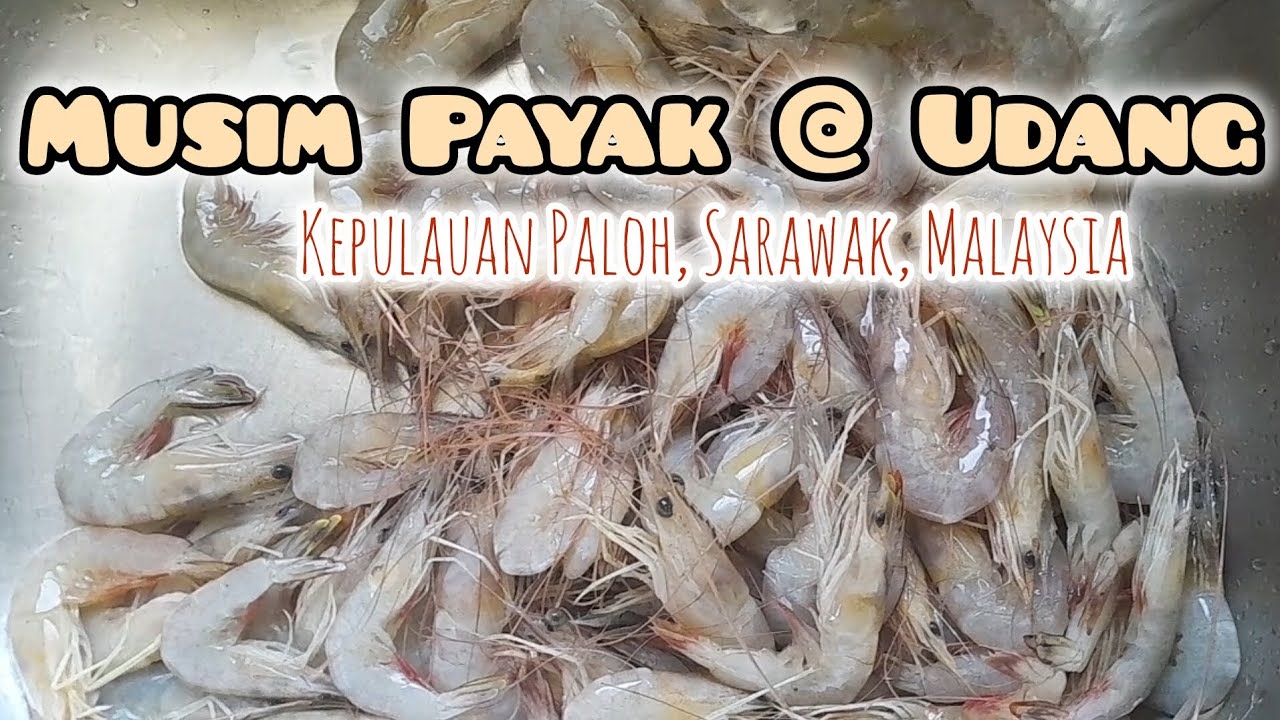 Membeli Payak Tiong / Udang Putih Fresh di Kepulauan Paloh, Sarawak ...