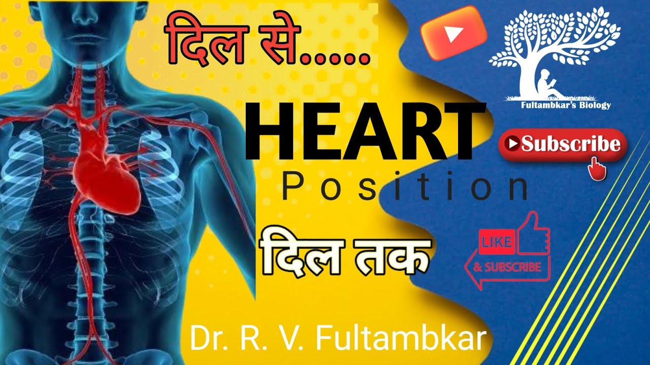 Heart position/ position of human heart in body / #NEET 2024 - YouTube
