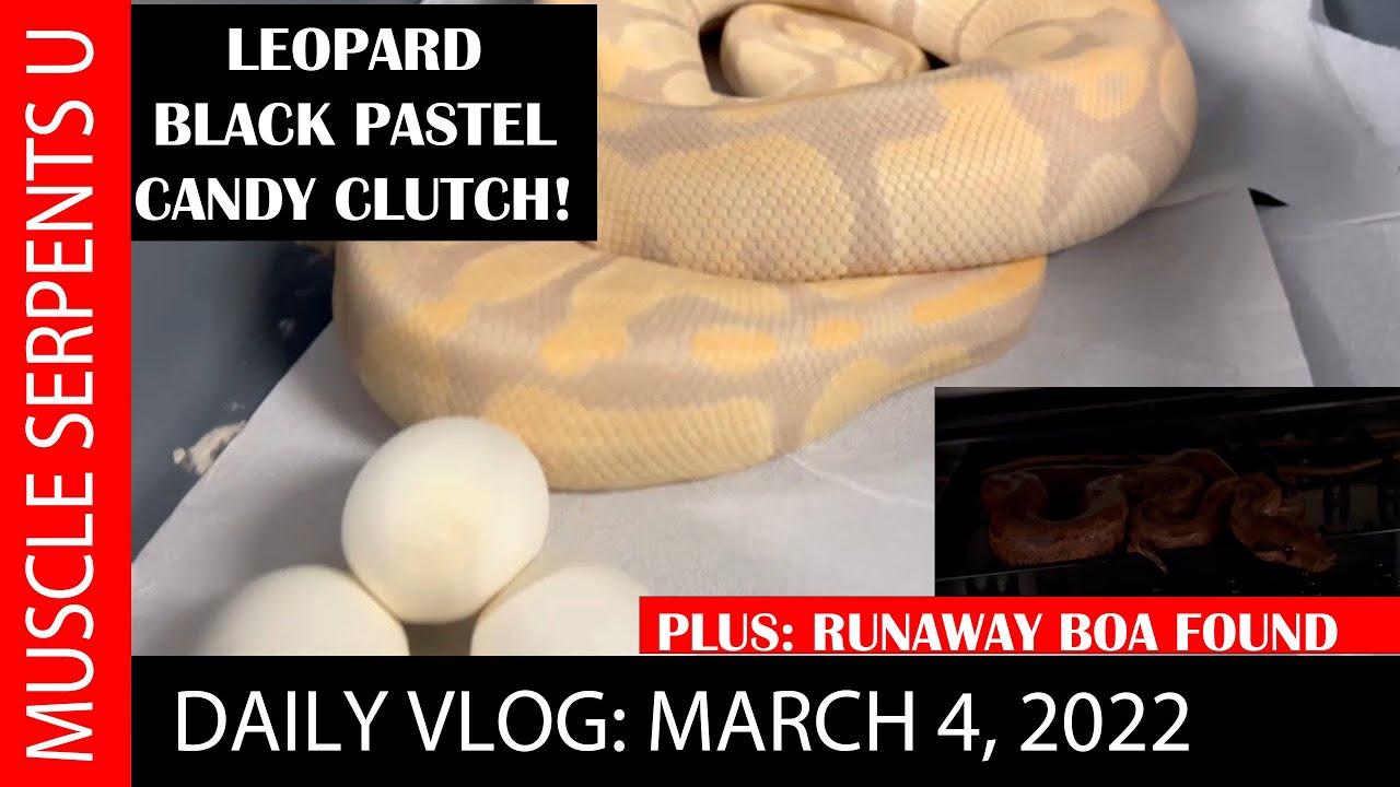 CANDY LEOPARD BLACK PASTEL BALL PYTHON CLUTCH! - YouTube