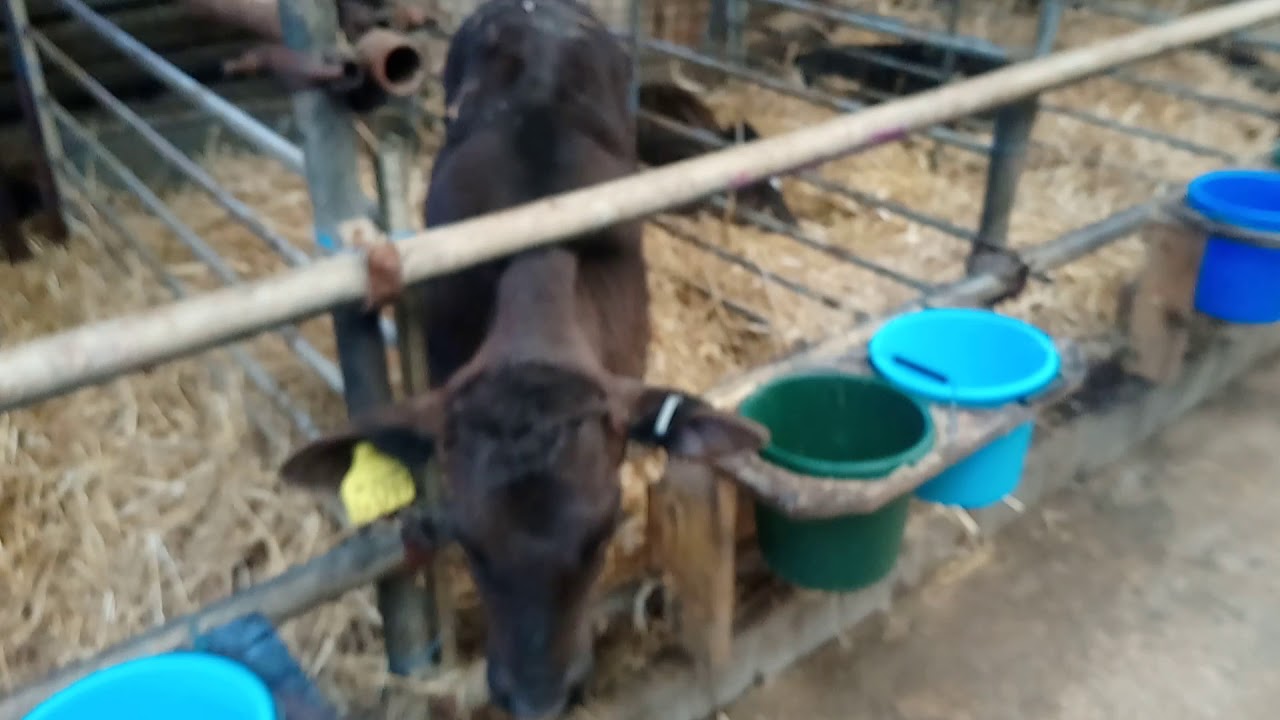 Calf rearing, calf health tips, calf rearing tips. Pneumonia in calves ...