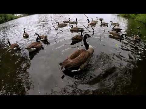 chippy Wednesday with a walk - YouTube