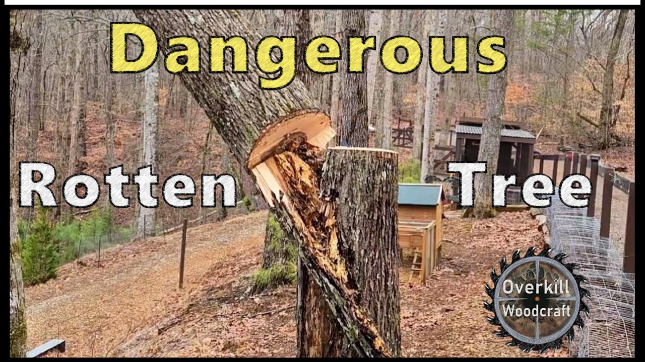 Felling A Dangerous Rotted Tree - YouTube