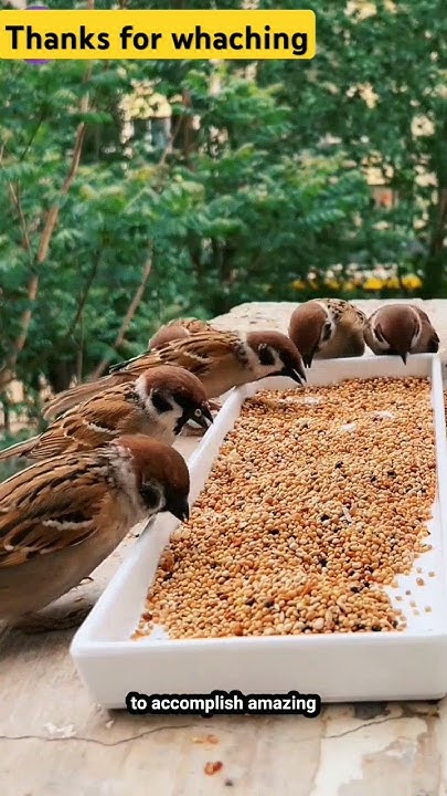 Interesting Facts About Sparrows You Probably Didn’t Know! - YouTube