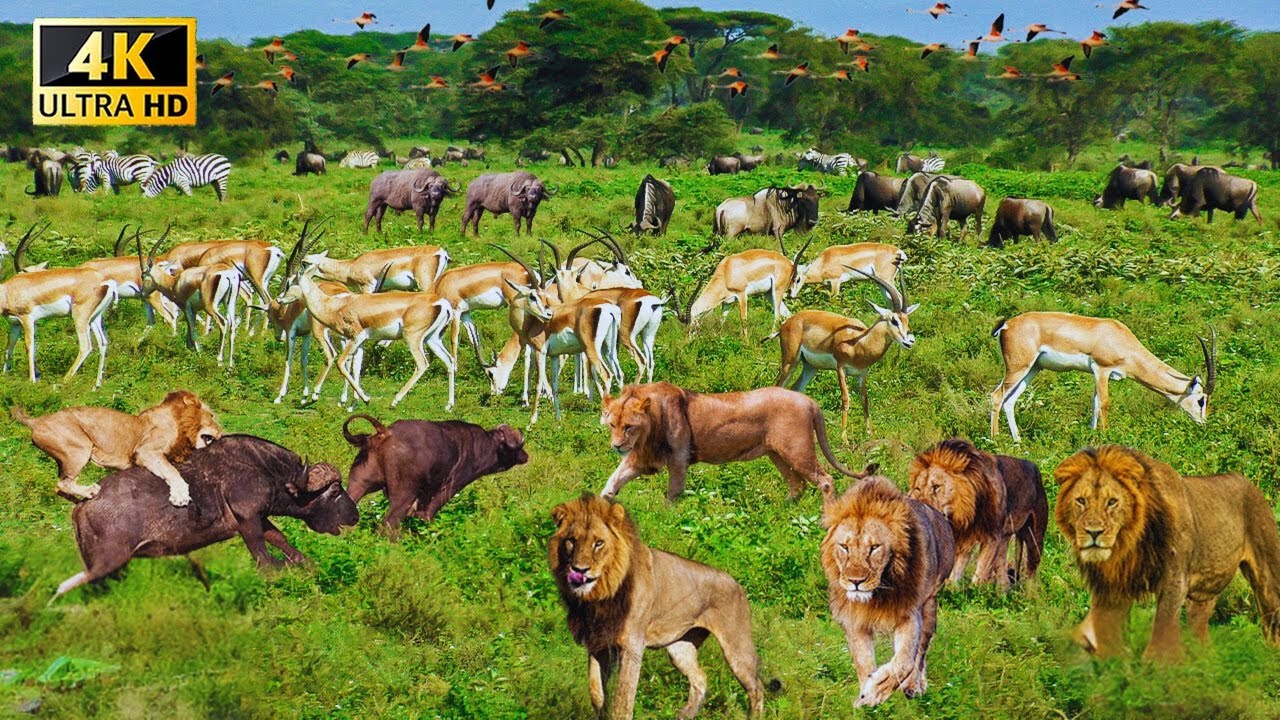 African Animals 4K Gombe Stream National Park Wildlife movies with ...