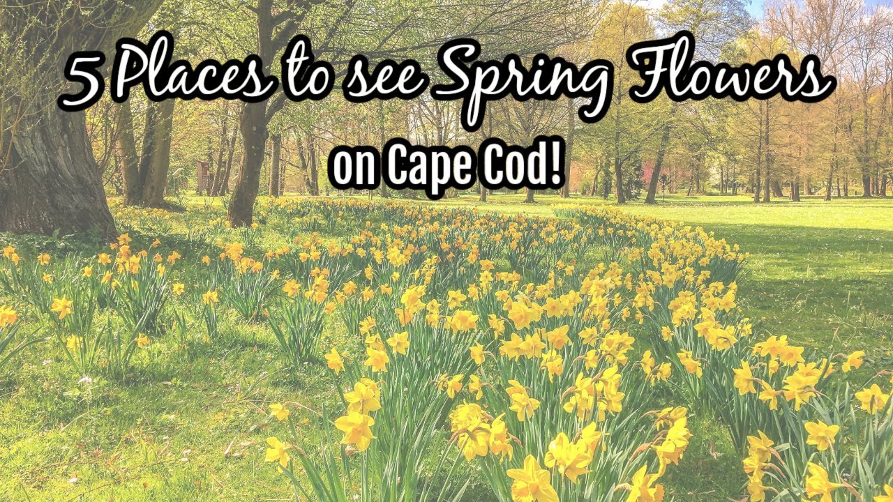 5 Places to See Spring Flowers on Cape Cod! 💐 - YouTube