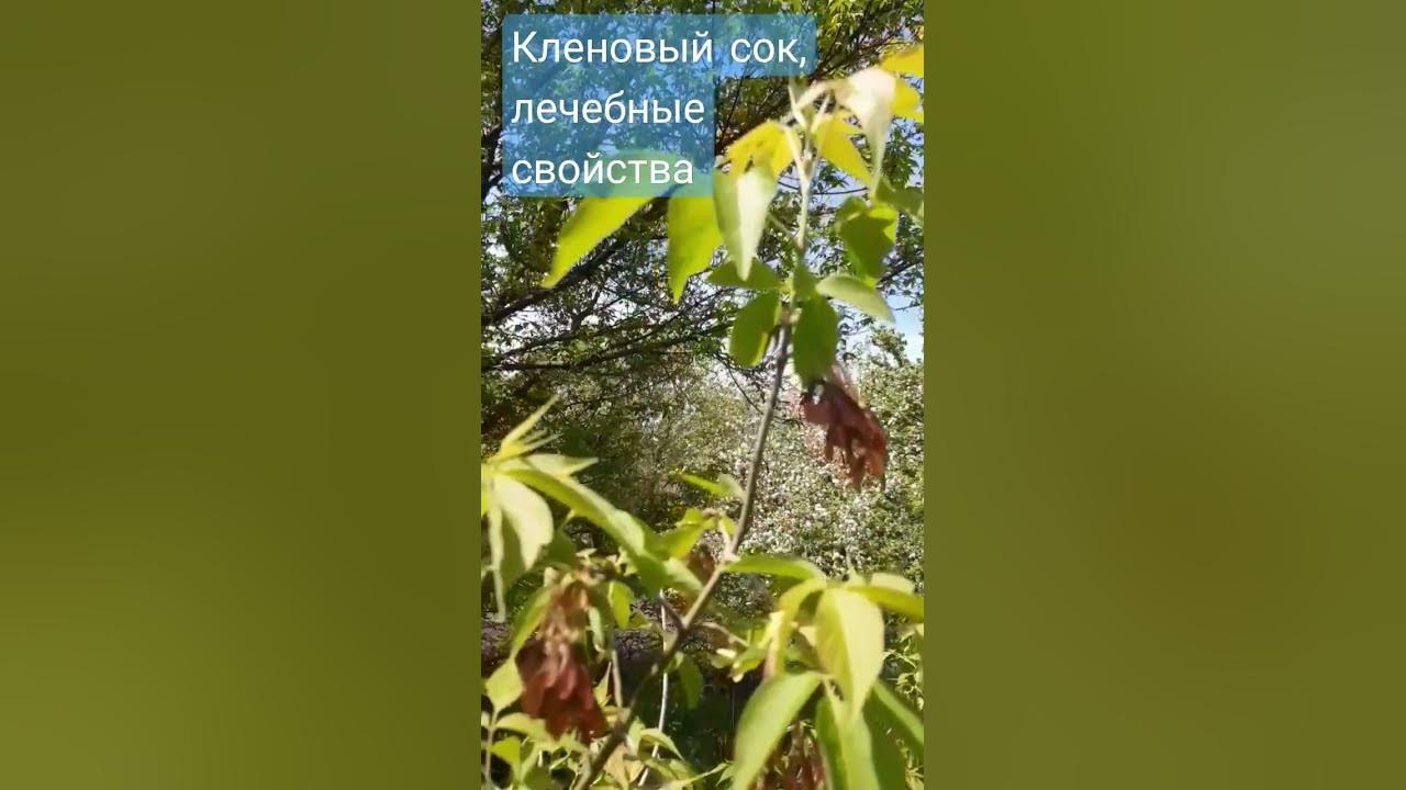 Кленовый сок, лечебные свойства - YouTube
