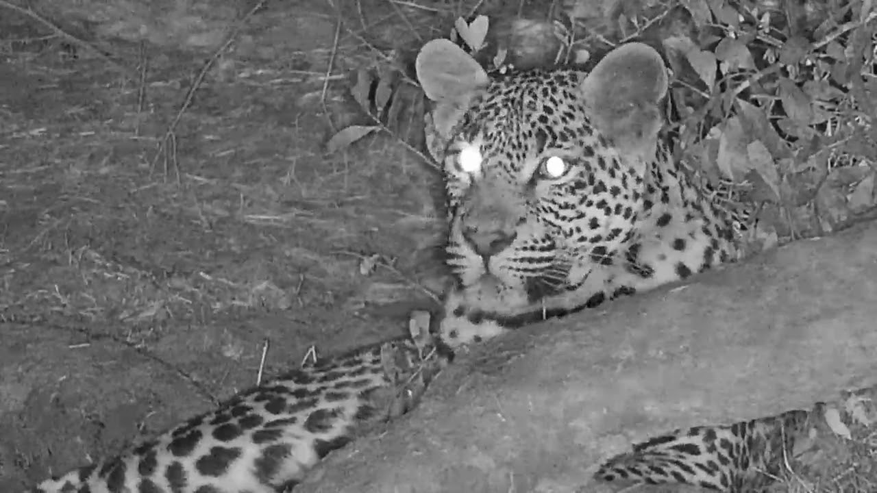 Djuma: Leopard-Tlalamba female-Pt:2 - 21:55 - 10/05/19 - YouTube