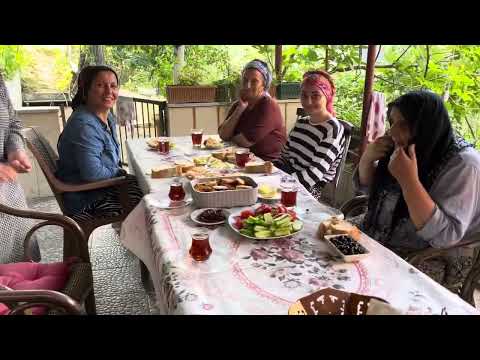 Fındıklar toplandı