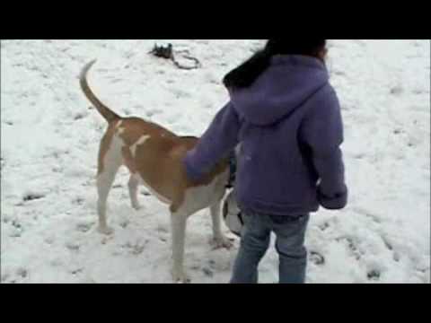 AmStaff Attack! - YouTube