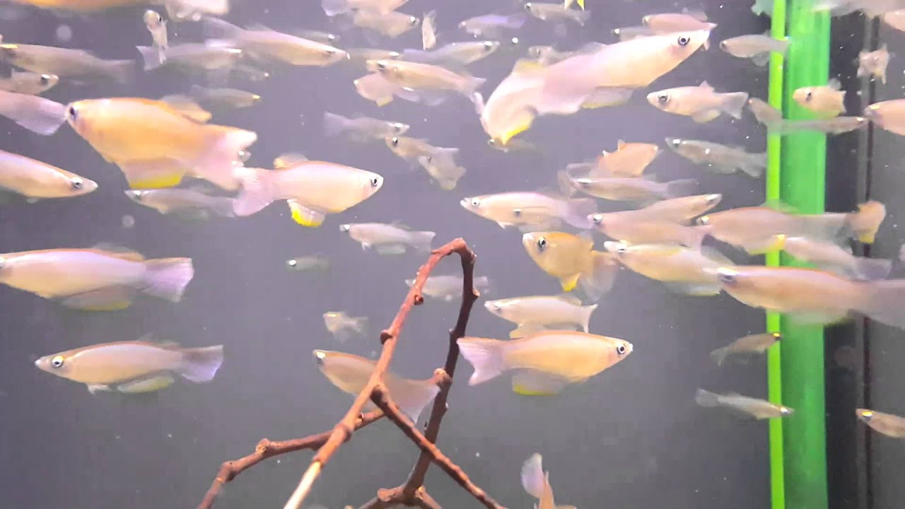 Procatopus similis (wild) bij Aquarium Speciaalzaak Utaka - YouTube