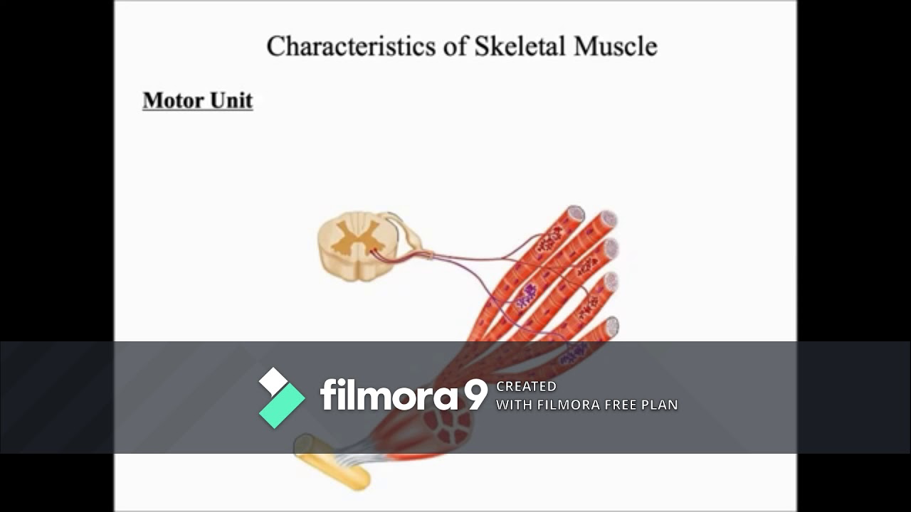 Motor neuron & Unit - YouTube