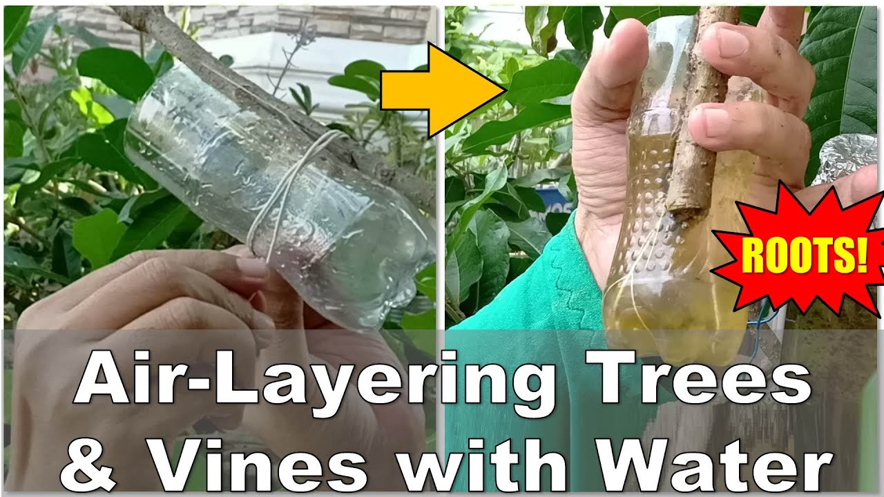 How to Air-Layer Trees & Vines with Water - YouTube