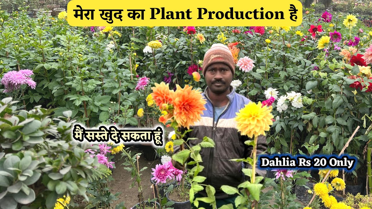 खुद का Plant Production है इसलिए मैं पौधे/Plants इतना सस्ता दे सकता हूं ...