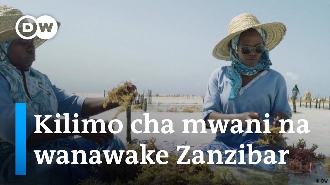 Mwani kutoka baharini hadi kiwandani Zanzibar - YouTube