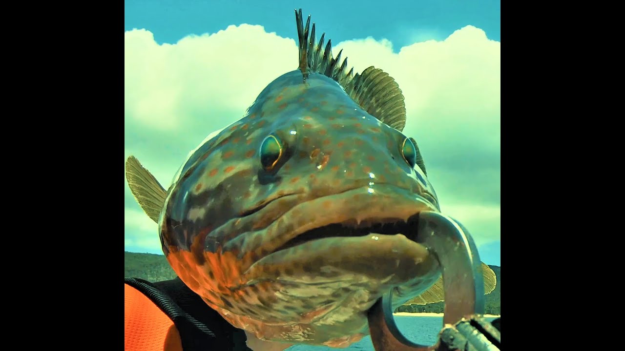 FISHING IN AND AROUND NORTHERN MORETON BAY (MACKEREL,COD,SNAPPER,TUSKY ...