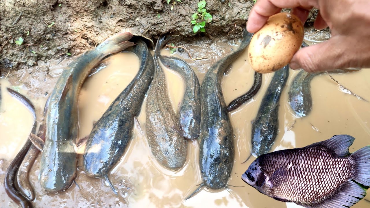 Tangkap Ikan Lele Jumbo Di Lubang Ikan Gabus Ikan Hias Ikan Koi