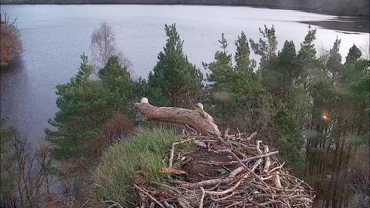 Live osprey nest camera at Loch of the Lowes Wildlife Reserve - YouTube
