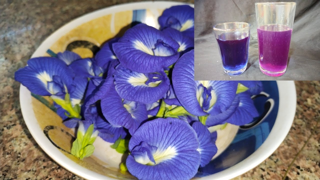 Butterfly Pea Flower Tea / சங்கு பூ டீ / Blue tea in Tamil / Sangu poo ...