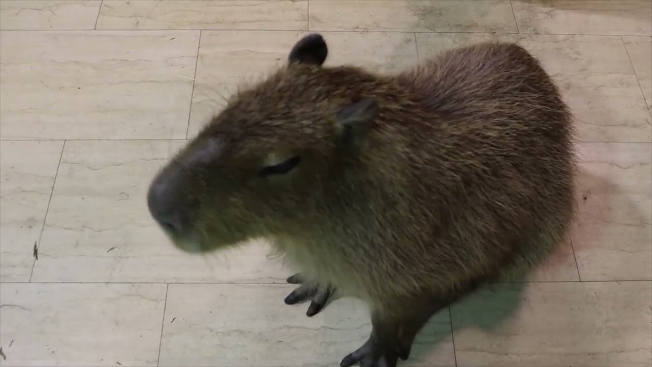 CAPYBARA NOISE v2 - YouTube