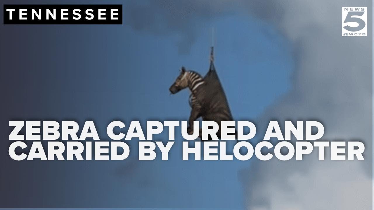 Drone video reveals moments missing zebra 'Ed' is captured in ...