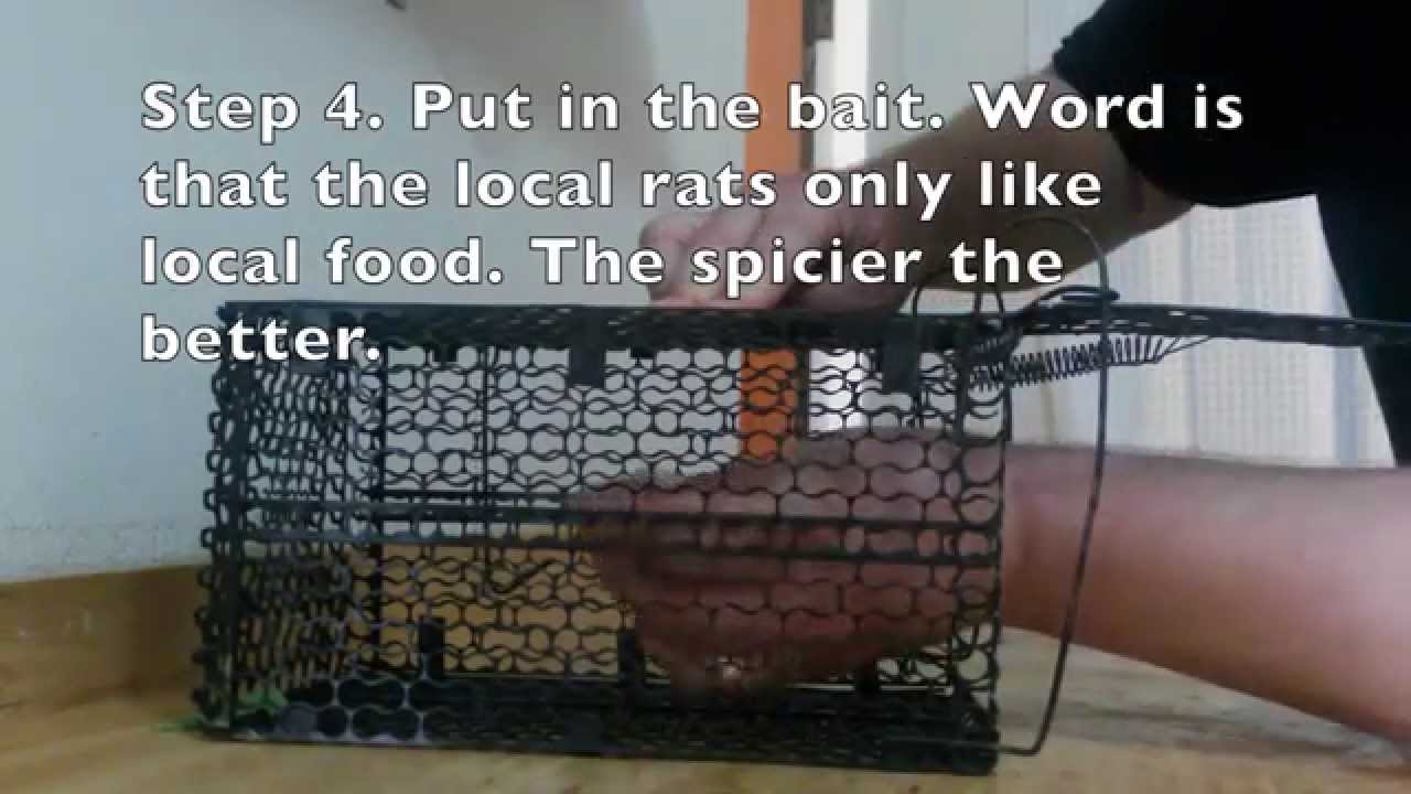 Rat trap and release in Thailand - YouTube