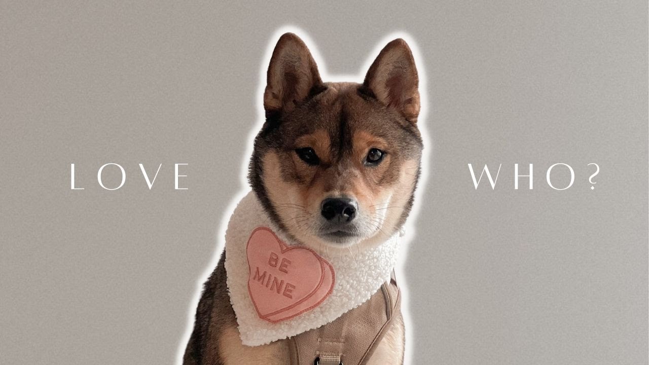 can SHIBA INUs show love? 💕 the truth from a first-time dog owner - YouTube