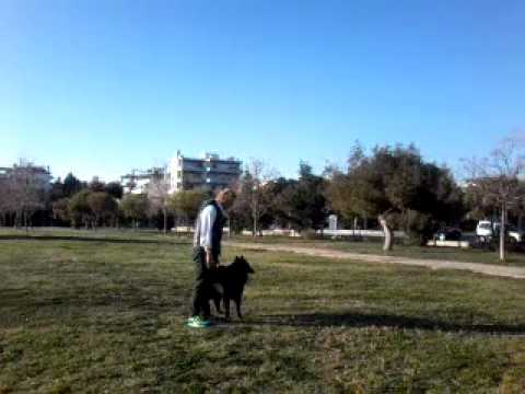 Βελγικο Λυκοσκυλο βασική υπακοή - Belgian shepherd - YouTube