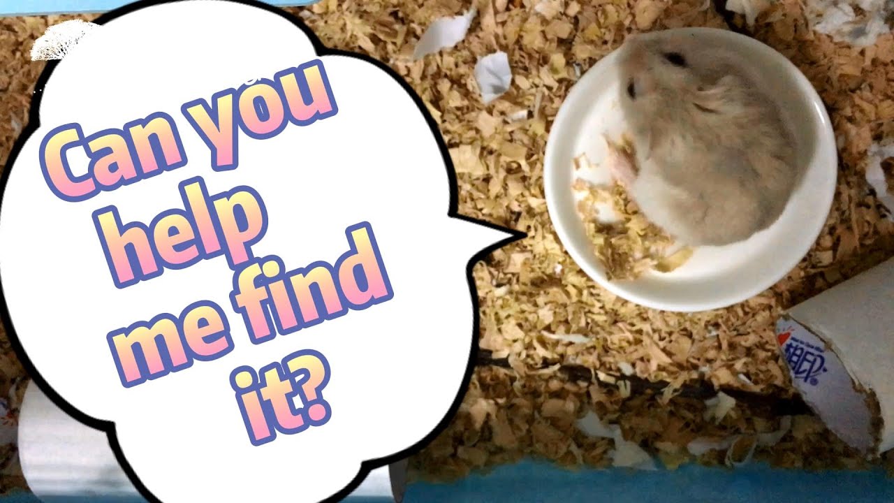 Cute Hamster Food Searching Adventures: The Yummy Fish - YouTube