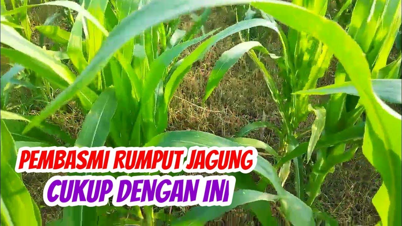 Pembasmi rumput jagung pasti ampuh #pertanian - YouTube