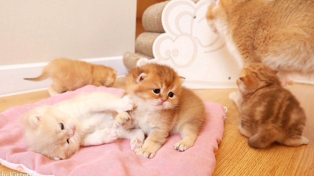 Bassy took her cute babies for a walk - YouTube