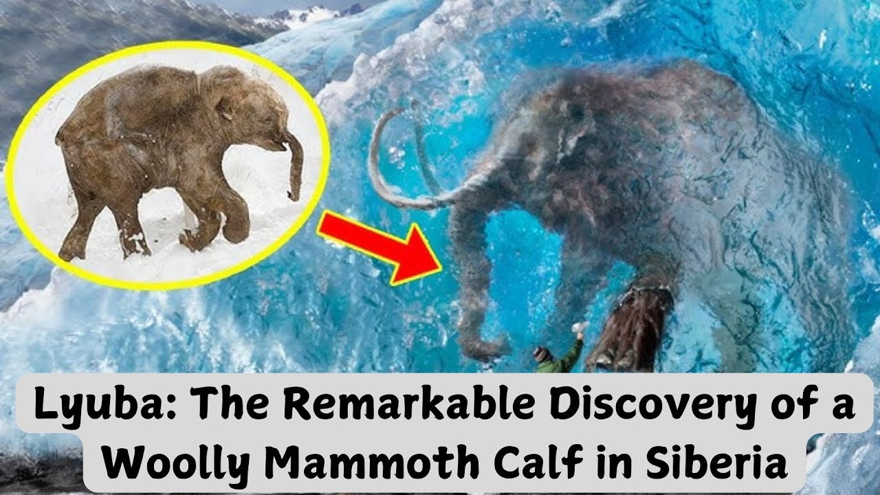 Lyuba: The Remarkable Discovery of a Woolly Mammoth Calf in Siberia ...