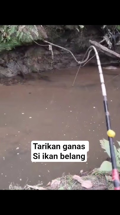 Si Ikan Belang !! Mancing pakai joran bambu di parit #gerakmancing - YouTube