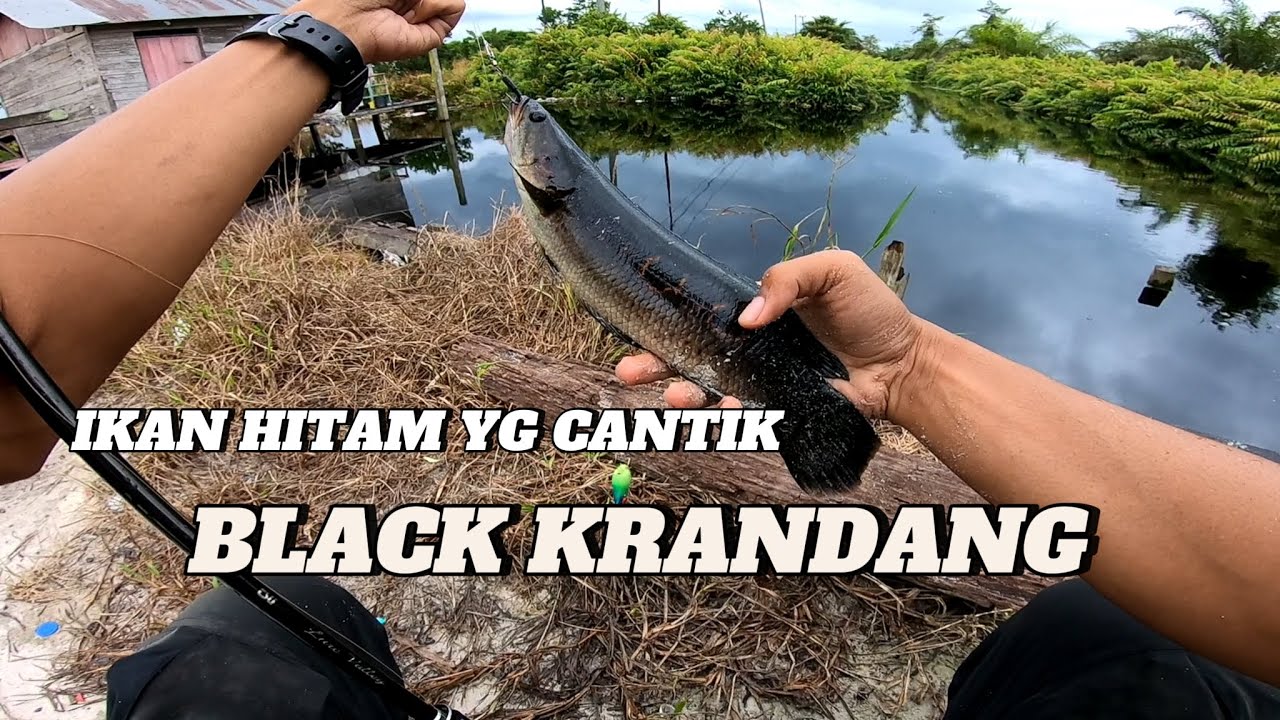 Casting TOMAN BUNGA HITAM [HAN FISHING STORY] - YouTube