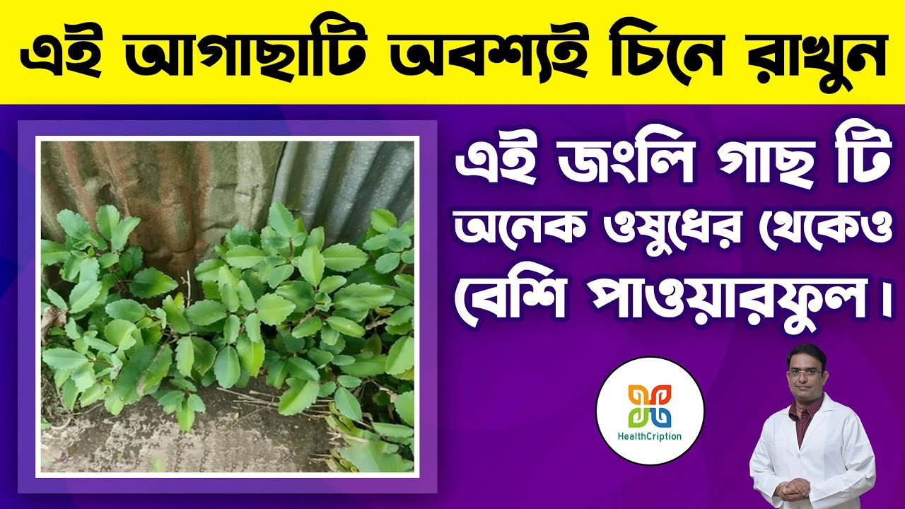 এই আগাছা জংলি গাছটি কমিয়ে দিতে পারে আপনার ওষুধের খরচ। amazing health ...