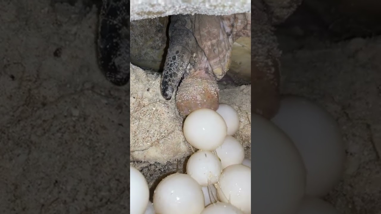 Turtle Egg - YouTube