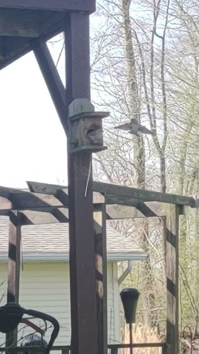 Sparrows building nest - YouTube