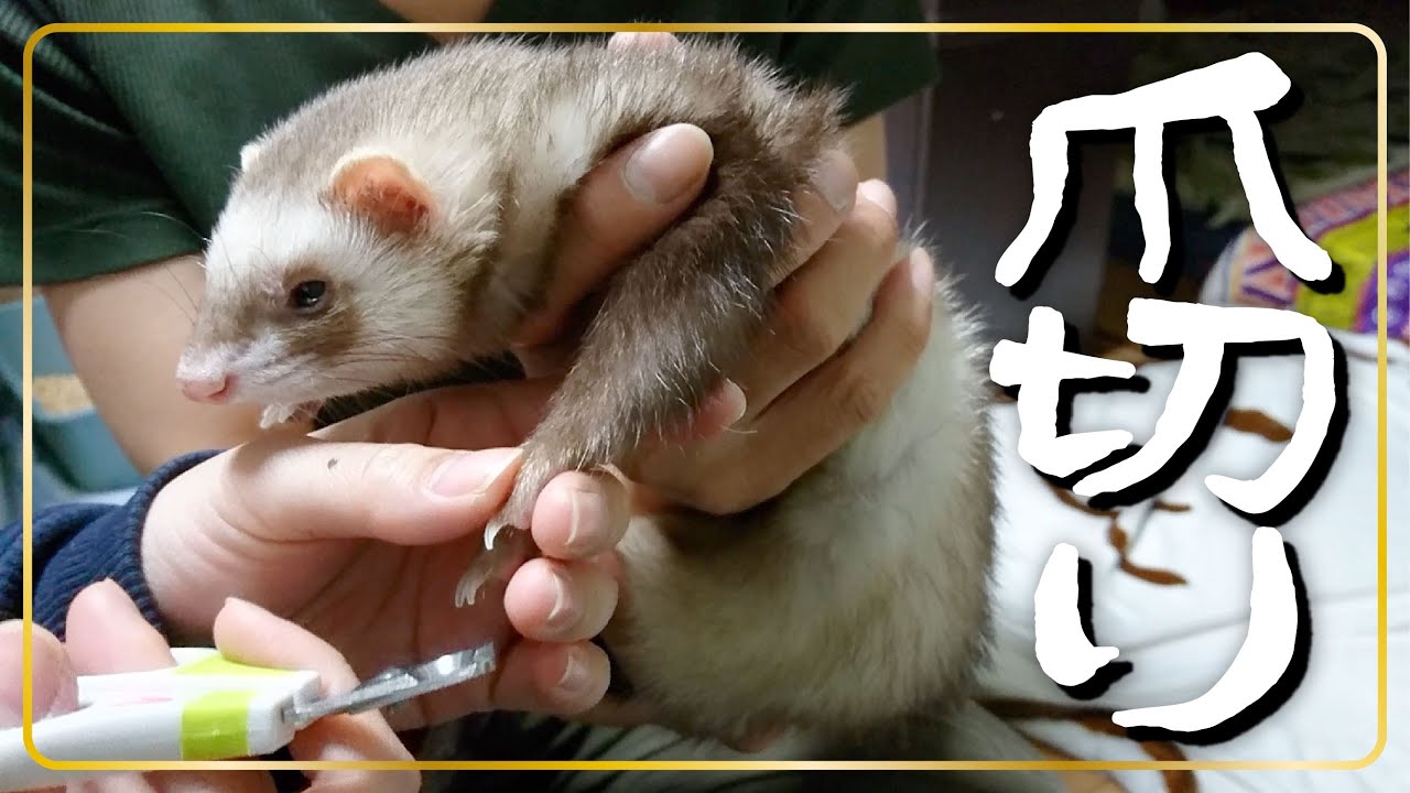 フェレットの穏やかな爪切り ferret!!! Cut a ferret's nails - YouTube