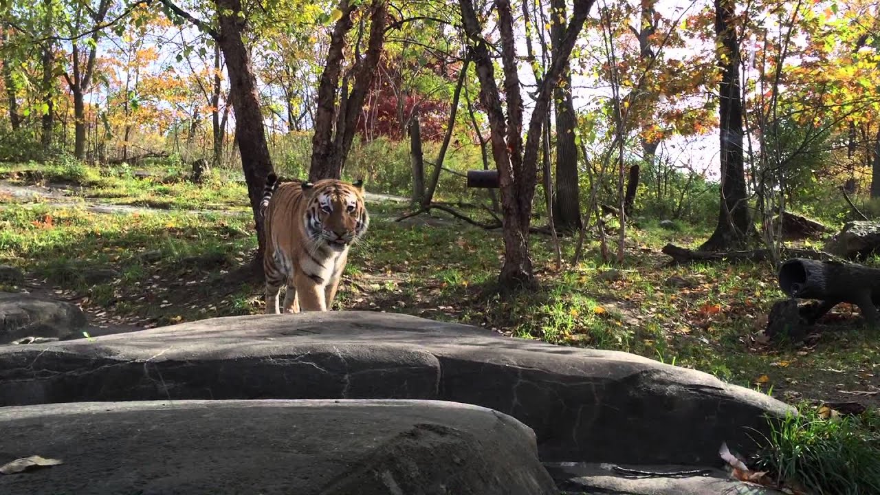 Bronx Zoo - Tiger 2 - YouTube