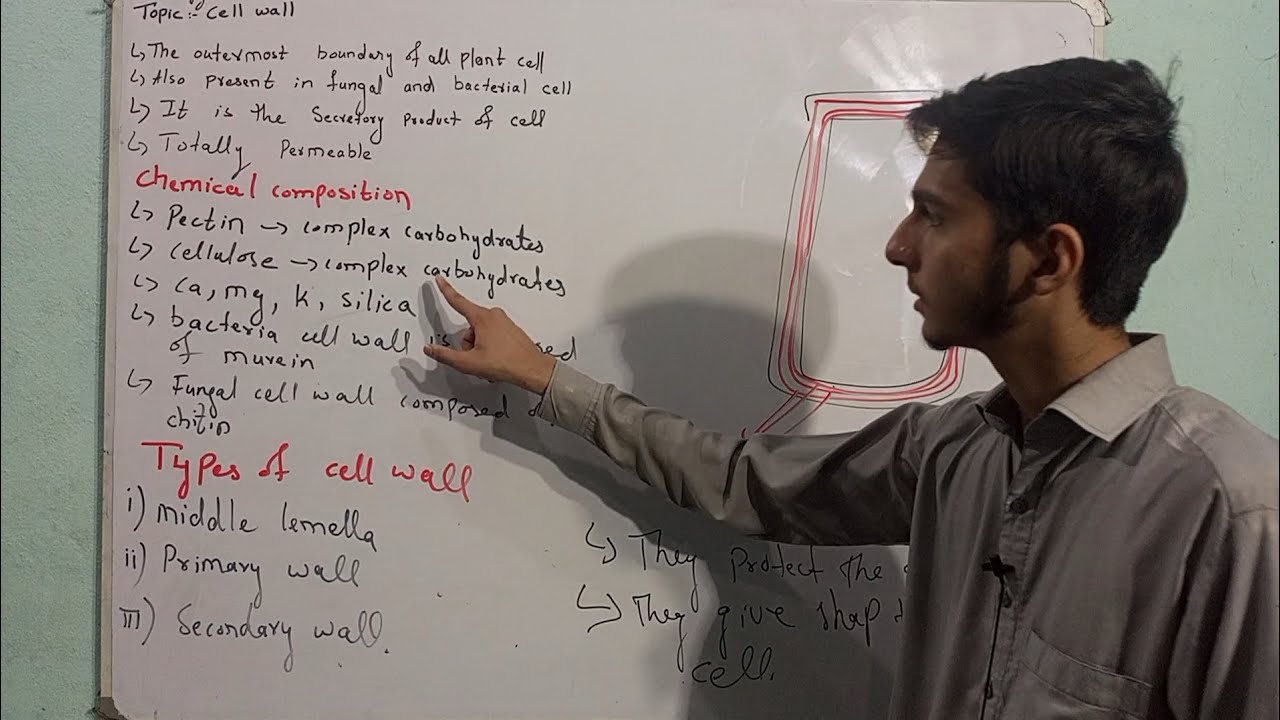 LECTURE 11 unit 4 class 9 cell and tissues topic cell wall - YouTube