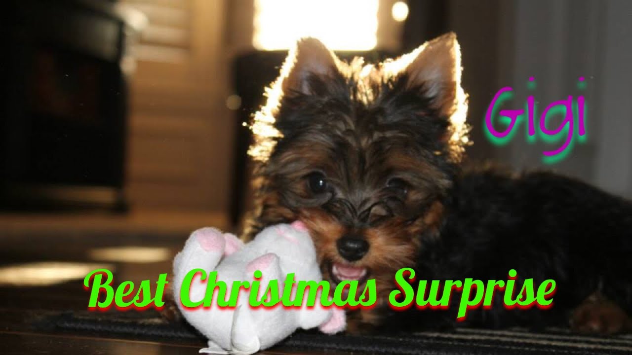Christmas Puppy Surprise (Gigi the Yorkie) - YouTube