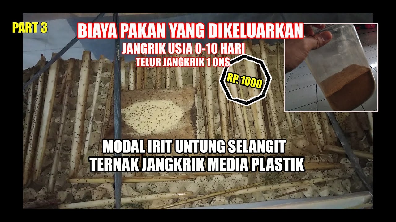 Biaya Pakan Cuman Habis Rp. 1000 Selama 10 Hari Perawatan Jangkrik 1 ons. Modal irit Untung ...
