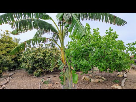 What Fruit Trees Grow In Portugal