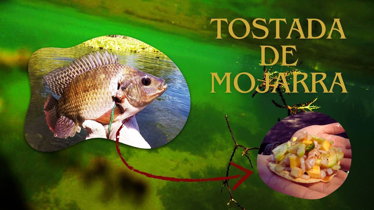 MOJARRA DE RÍO ARPONEADA FÁCILMENTE--#pescaconarpon #EliudVega #tilapia ...