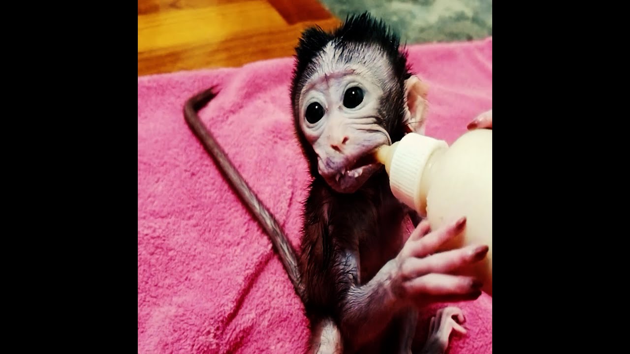 Million pity poorly baby monkey - YouTube