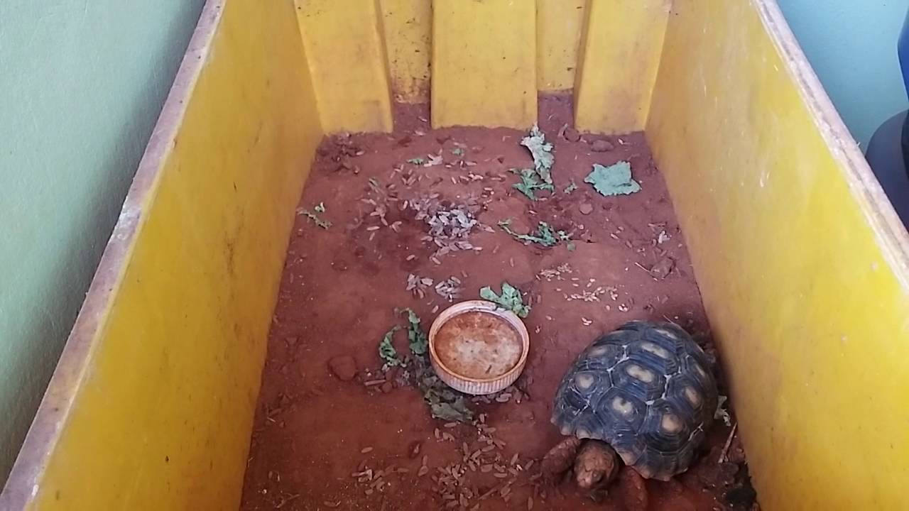 Terrário do Jabuti - YouTube