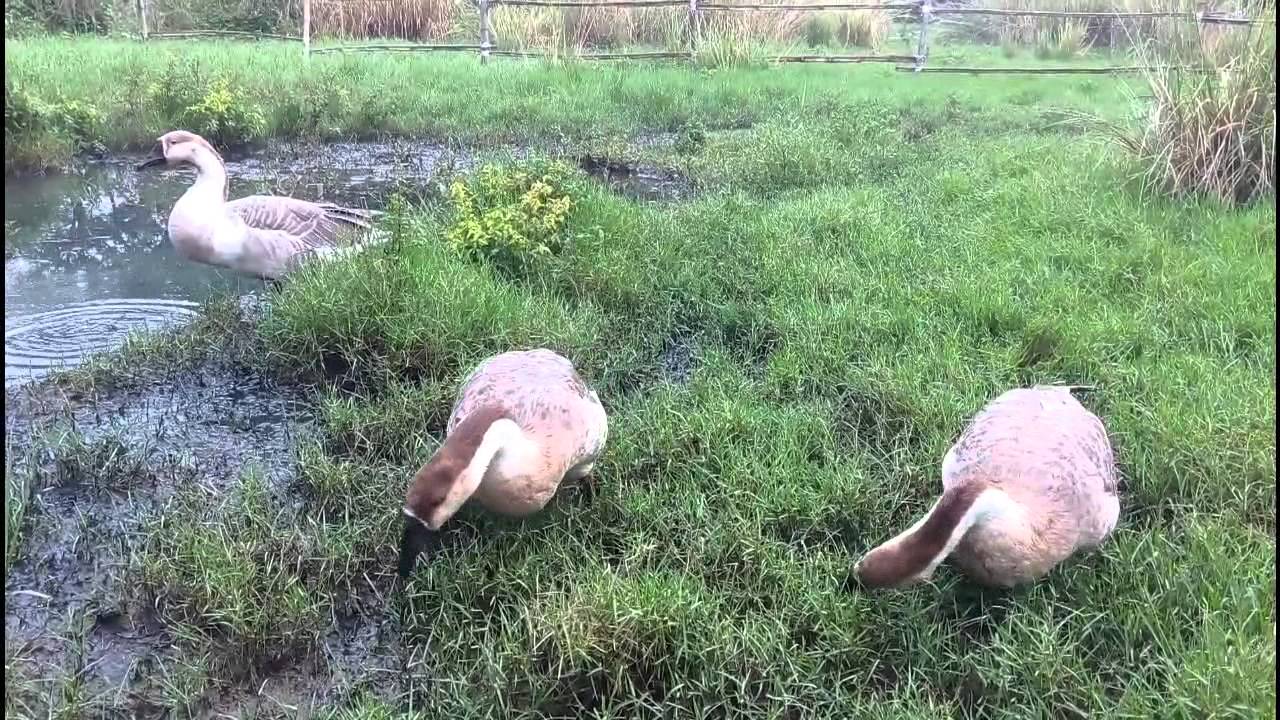 King Duck (রাজ হাস) - YouTube