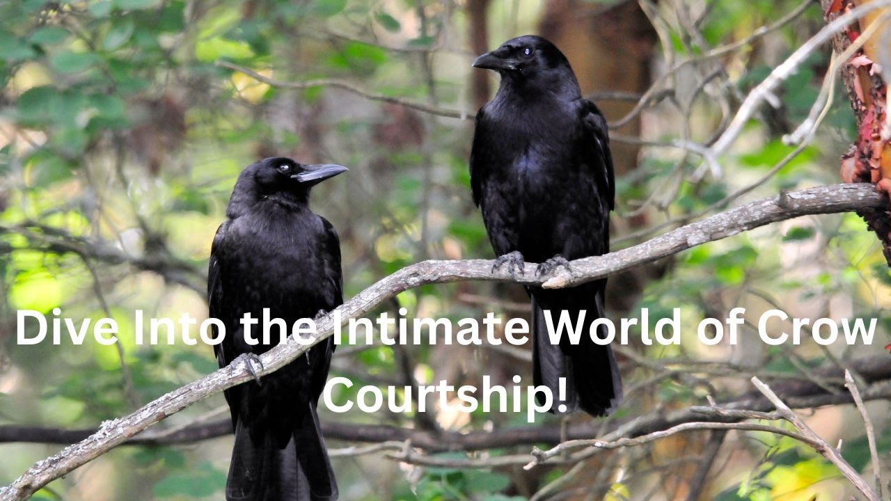 Dive Into the Intimate World of Crow Courtship! - YouTube