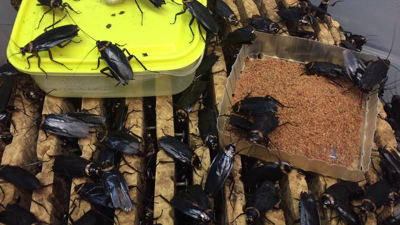 Periplnaeta maericana "Bazinga" - a black and white eyed morph of P ...