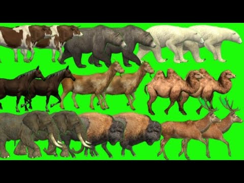 green screen animals video // elephant green screen video // elephant ...