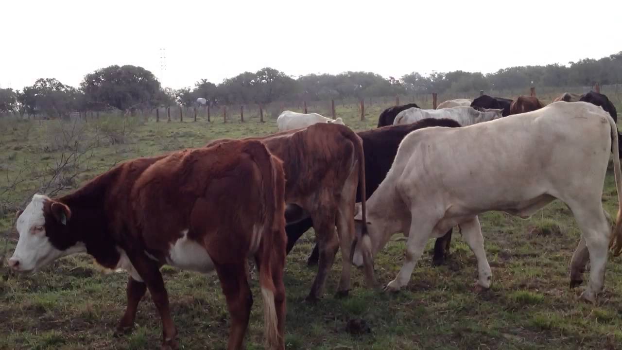 Brahman Cross 1st-Calf Heifers - YouTube